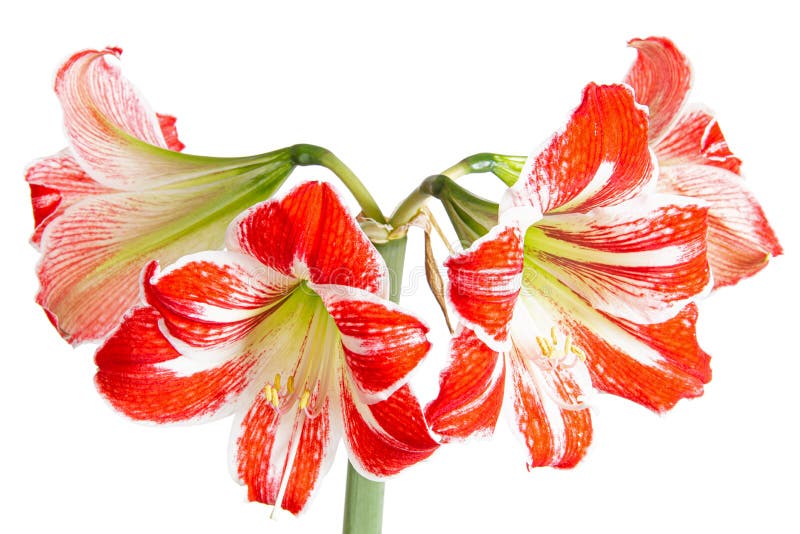 Hippeastrum or Amaryllis Flowers, Pink Amaryllis Flowers, Isolated on ...
