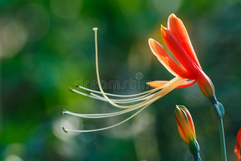 Hippeastrum , Amaryllis,flowers. Stock Photo - Image of amaryllis ...