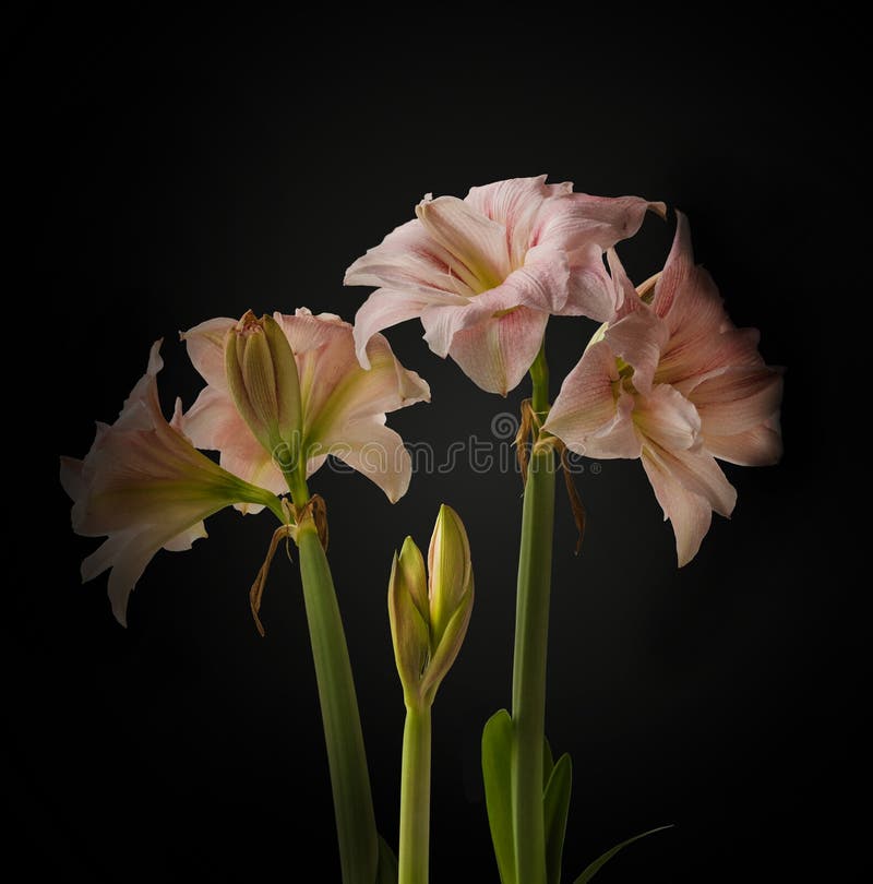 Hippeastrum Amaryllis `Pink Glory` on a Black Background Stock Photo ...
