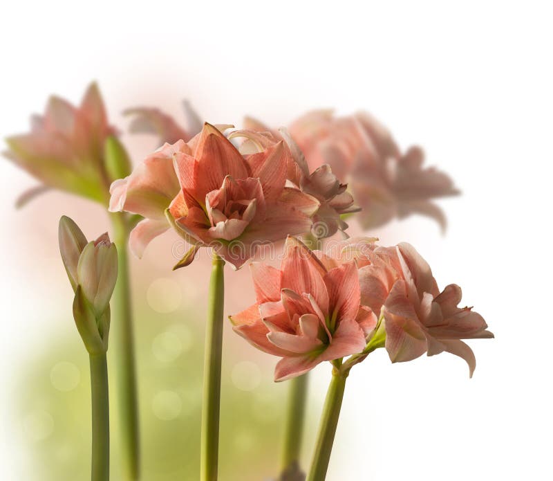 Hippeastrum Amaryllis `Pink Glory` on a Blur Background Stock Photo ...