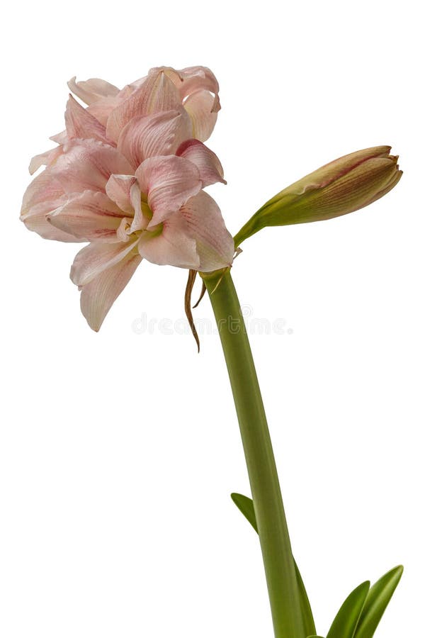 Pink and White Hippeastrum Amaryllis Pinkolo on a White Background ...