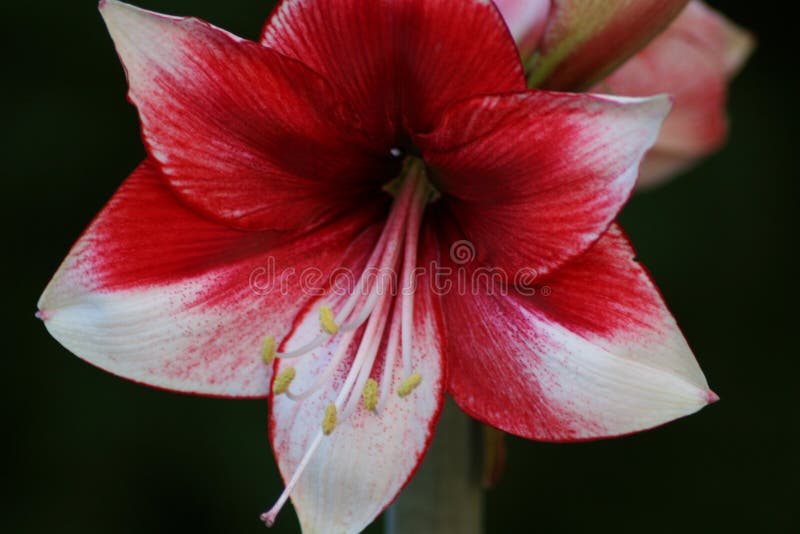 Hippeastrum Amaryllis Carmen Imagen de archivo - Imagen de hermoso ...