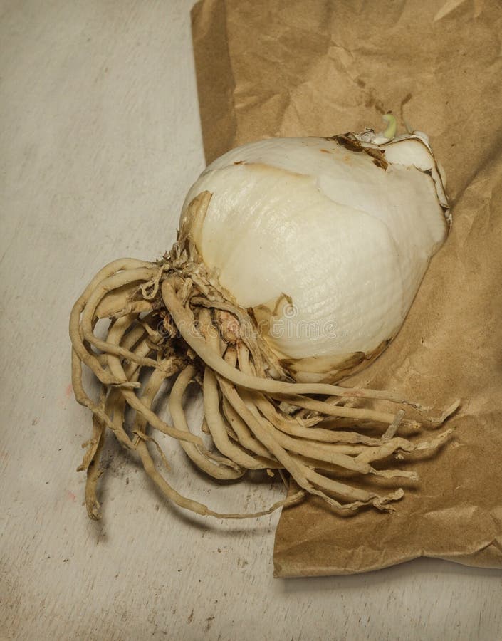 Hippeastrum Bulb Amaryllis with Roots Stock Photo - Image of nature ...