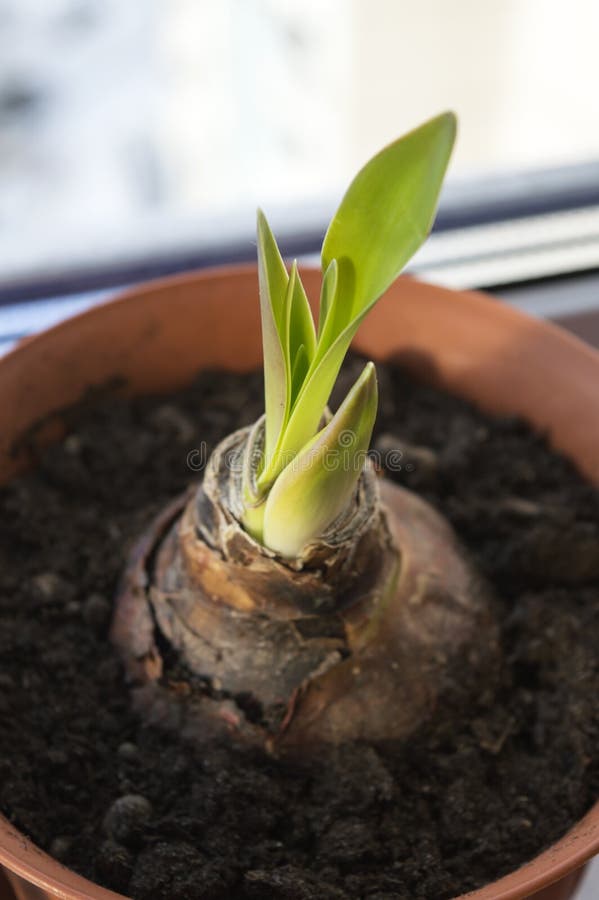 Hippeastrum Bulb Sprouting in Spring Stock Image - Image of flower ...