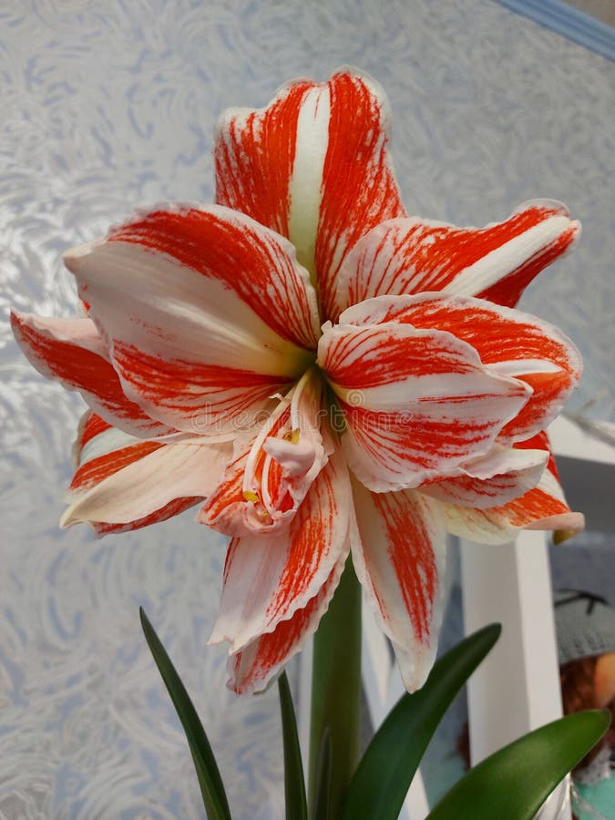Hippeastrum Dancing Queen Blooming Stock Photo - Image of blooming ...