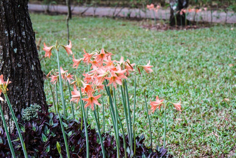 Hippeastrum flower stock image. Image of bulb, amaryllis - 40275755