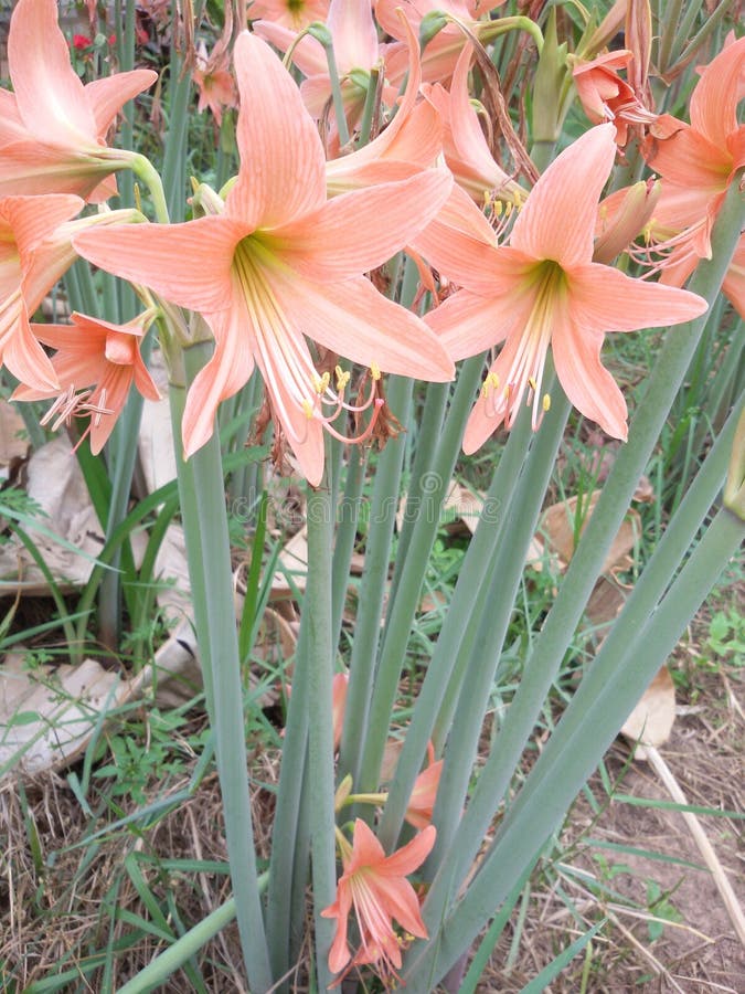 Hippeastrum Flower Garden Tree Stock Image - Image of flower, leaved ...