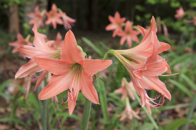 Hippeastrum Flowers stock image. Image of plant, leaf - 27377547