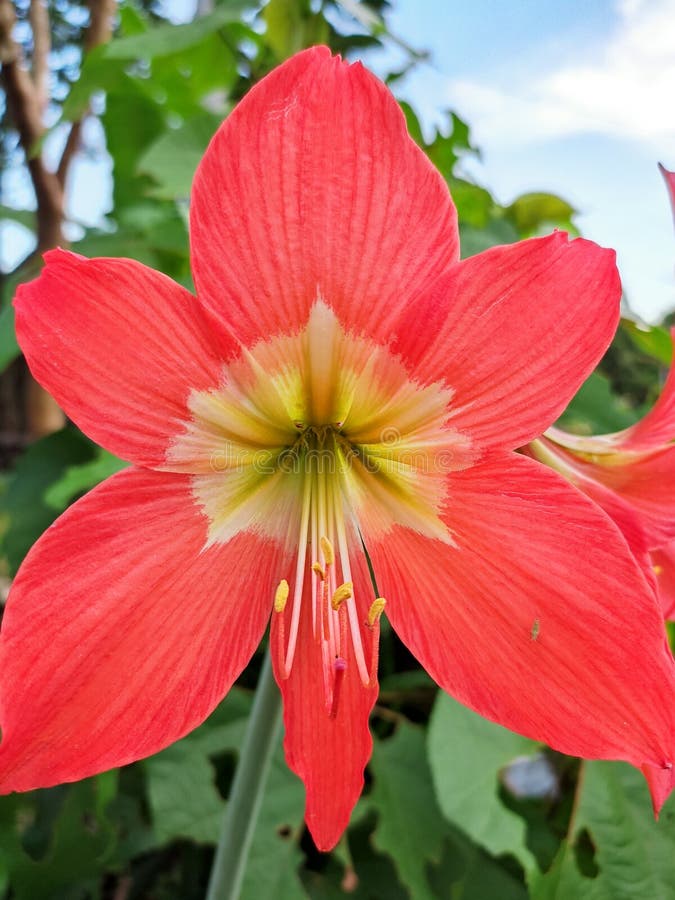 Hippeastrum Flowers in Bloom after a Day of Rain Stock Photo - Image of ...
