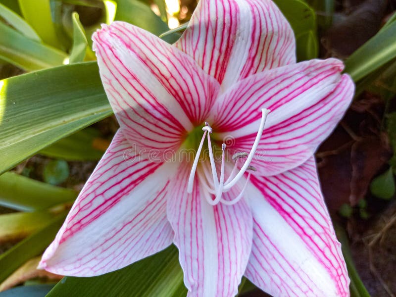 Hippeastrum mrs garfield photo stock. Image du rose - 266175344
