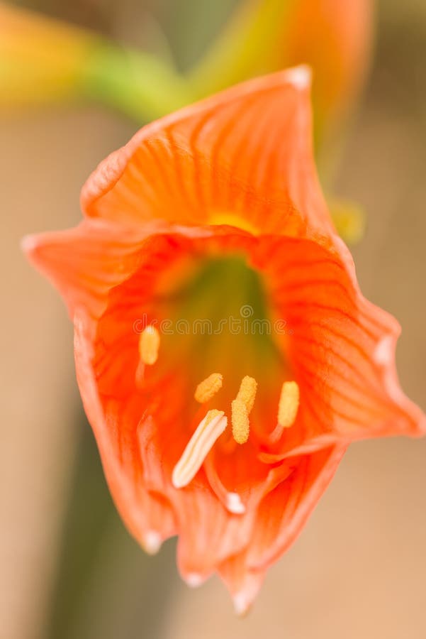 Hippeastrum rutilum stock photo. Image of nature, pistil - 39032554