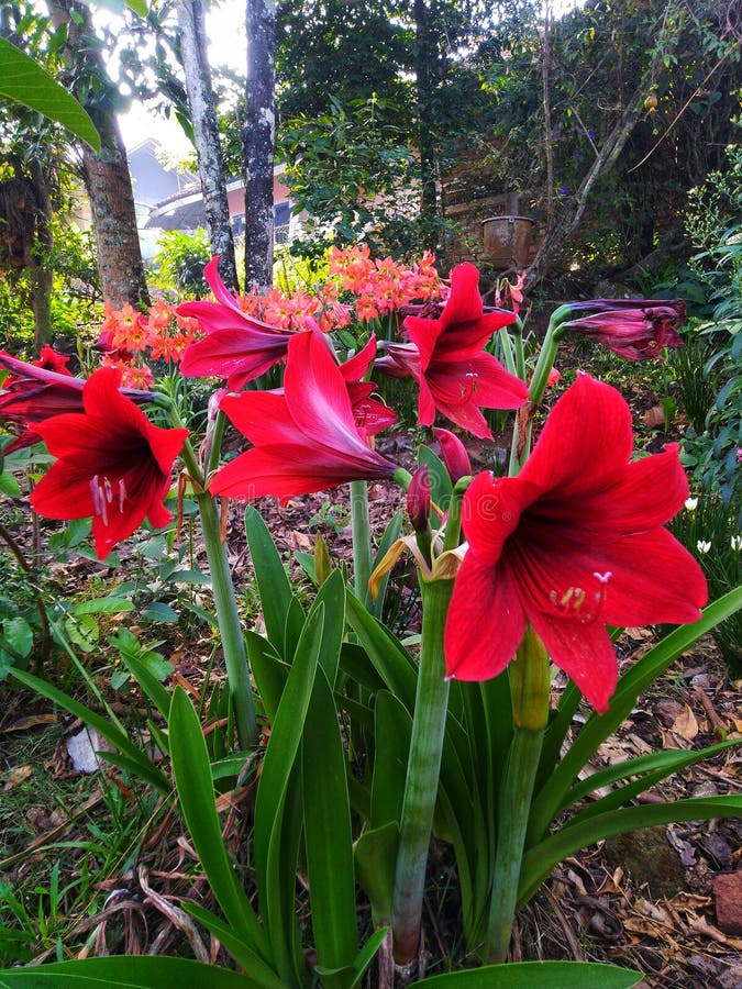 Hippeastrum Striatum Growing Wild in the Garden Stock Image - Image of ...