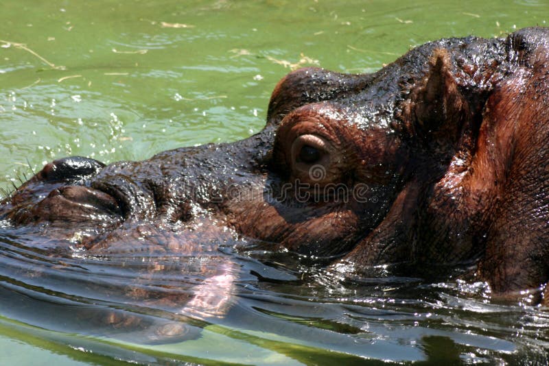 882 Hippopotamus Nose Stock Photos - Free & Royalty-Free Stock Photos ...