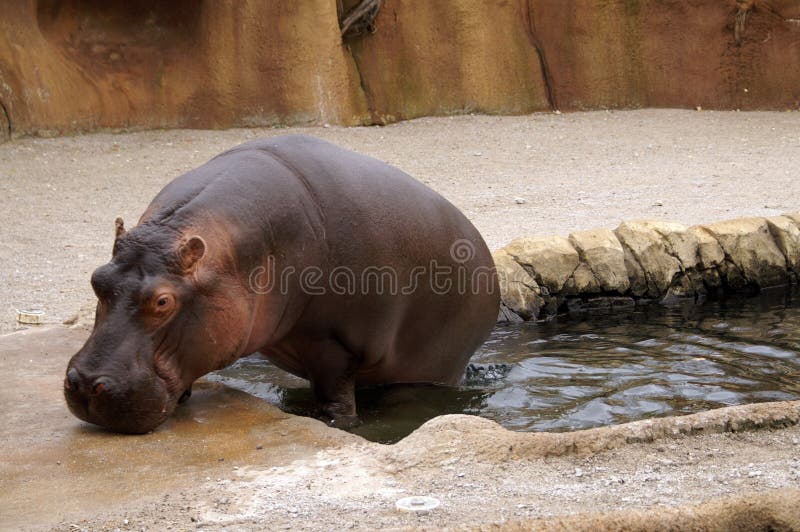 Hippo stock photo. Image of grey, hippo, wild, africa - 1087146