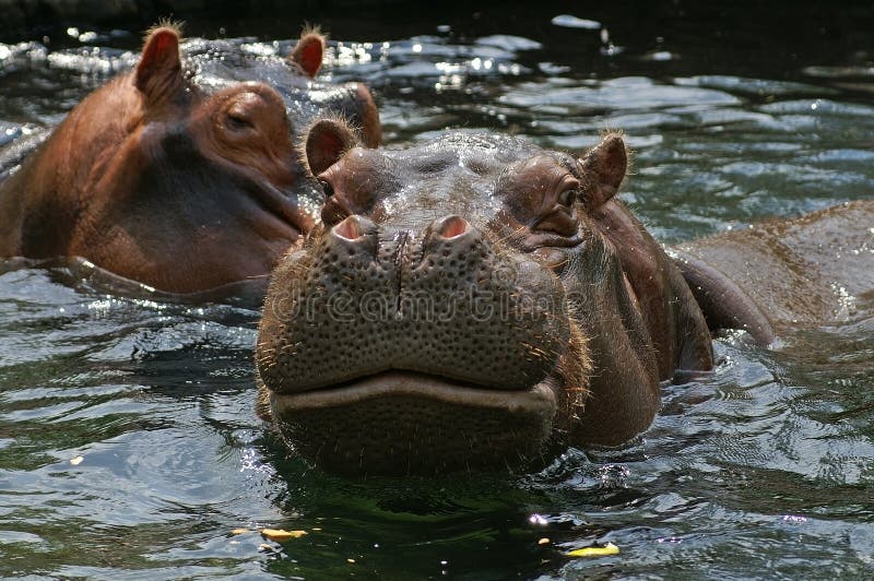 Hippo stock image. Image of grey, hippo, ugly, hippopotamus - 1087323