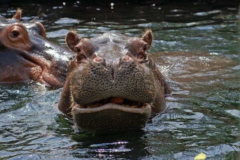 Hippo stock image. Image of grey, hippo, ugly, hippopotamus - 1087323