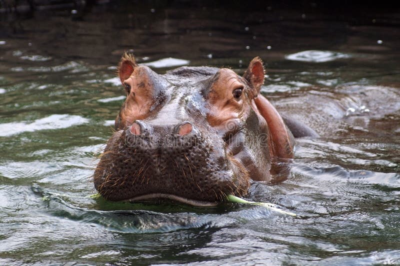 Sleeping Hippo Front Profile Stock Photo - Image of ivory, african: 2742906