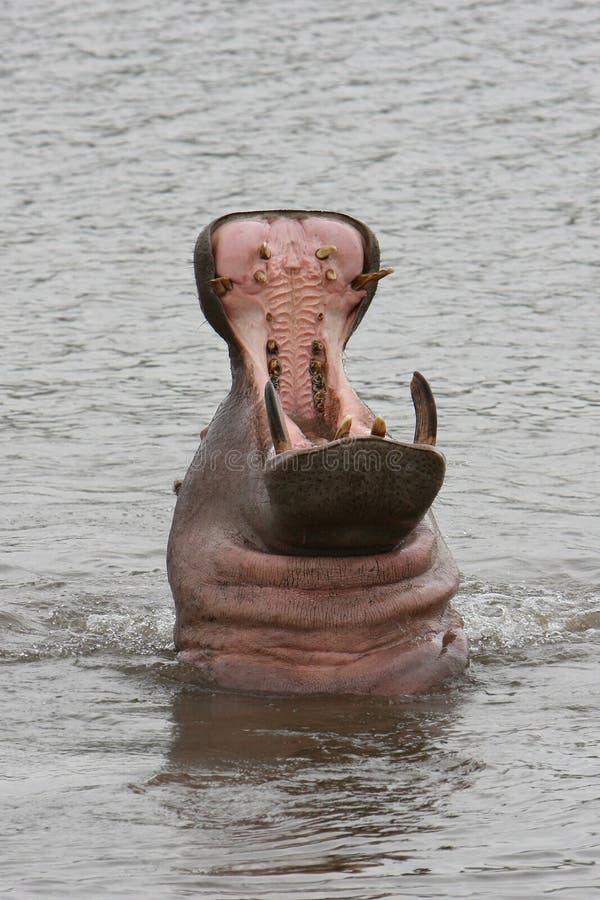 Hippo Mouth Wide Open in Africa Stock Image - Image of defending ...