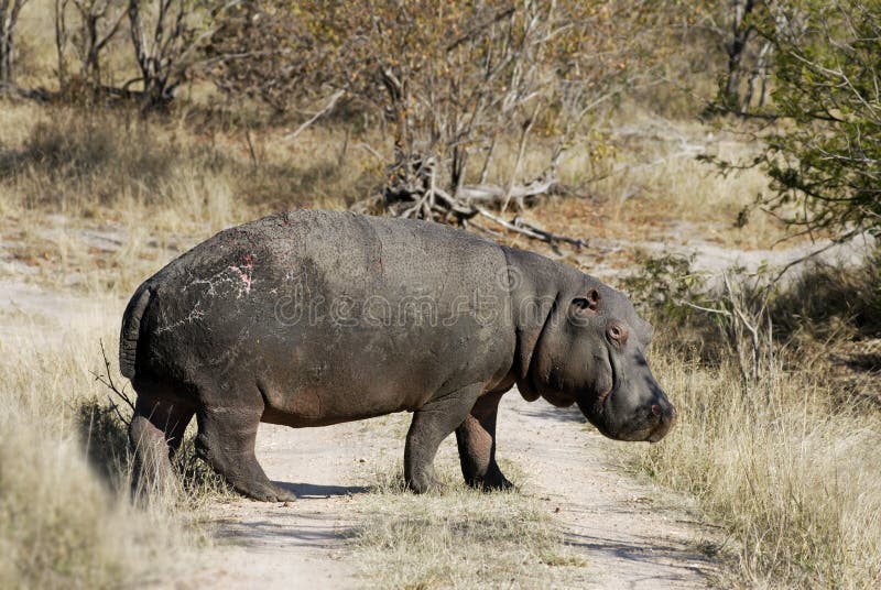 X Ray of Inflammatory Pelvis Stock Photo - Image of backache, medical ...
