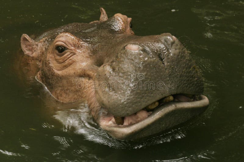 Hippo smile stock image. Image of wildlife, bathing, amphibious - 6321801