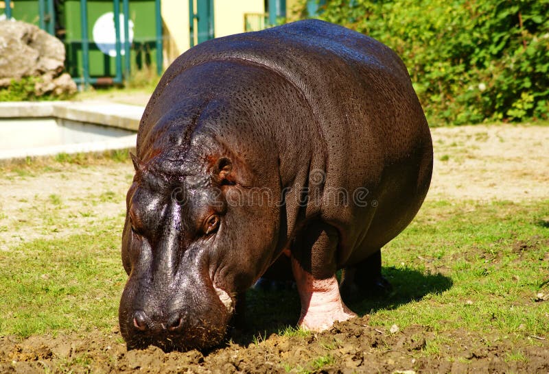 Angry Hippopotamus in Africa Stock Photo - Image of upset, dekaro: 14178512