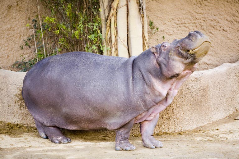 4,073 Huge Fat Hippo Stock Photos - Free & Royalty-Free Stock Photos ...