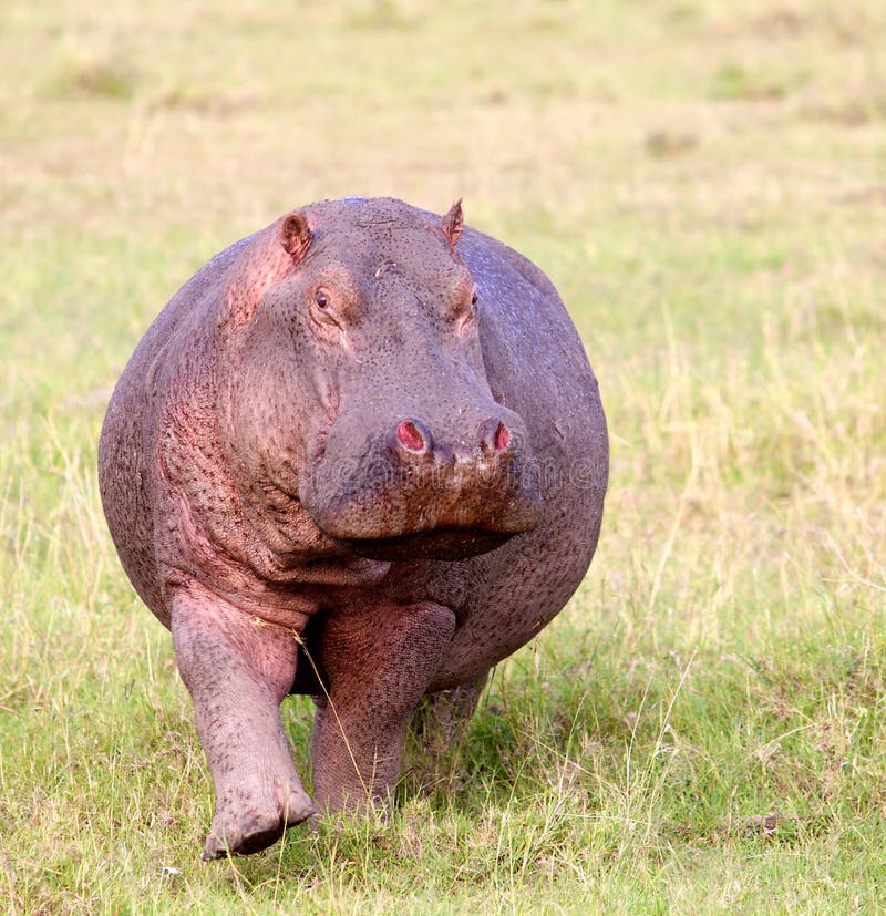 Hippo stock image. Image of safari, kenyan, hippo, wild - 20424117