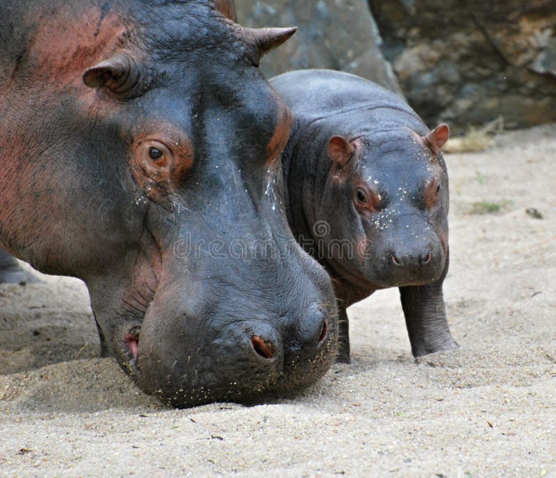 Hippo cow and calf stock photo. Image of safety, five - 13034138