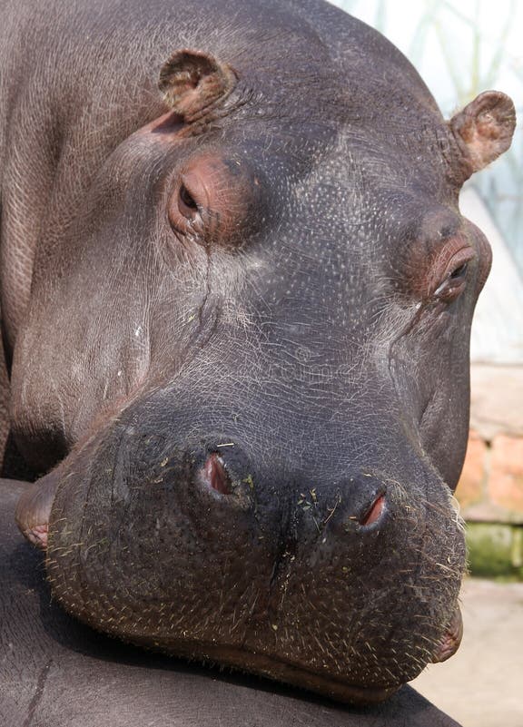 African Hippo Nostrils Eyes Stock Photos - Free & Royalty-Free Stock ...