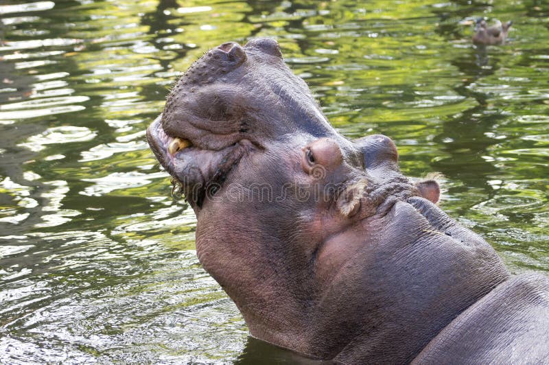 Close-up of a Hippo`s Behind Wagging His Tail Stock Photo - Image of ...