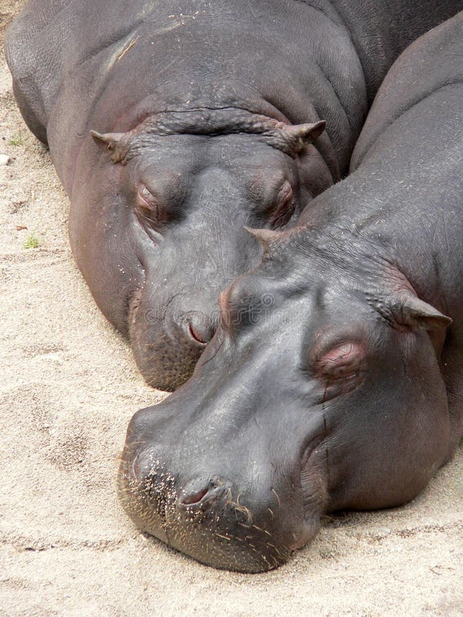 Hippo stock photo. Image of sleepy, outdoor, hippo, outdoors - 24043822