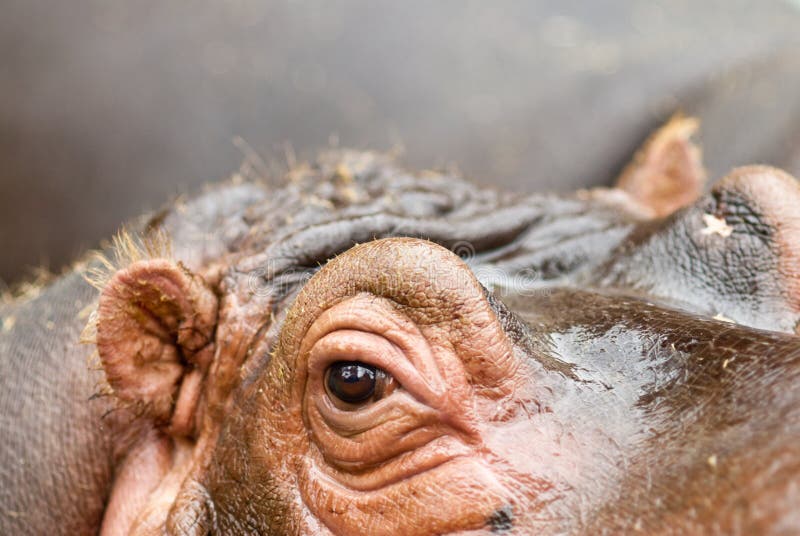 Hippo stock image. Image of herbivore, mammal, eyes, wildlife - 24796553