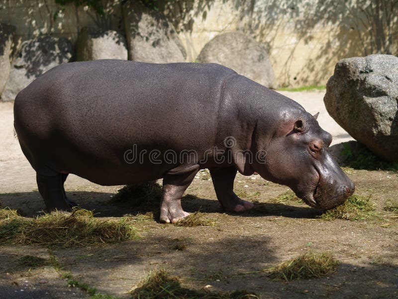 Hippo stock image. Image of standing, stand, feeding - 25634749