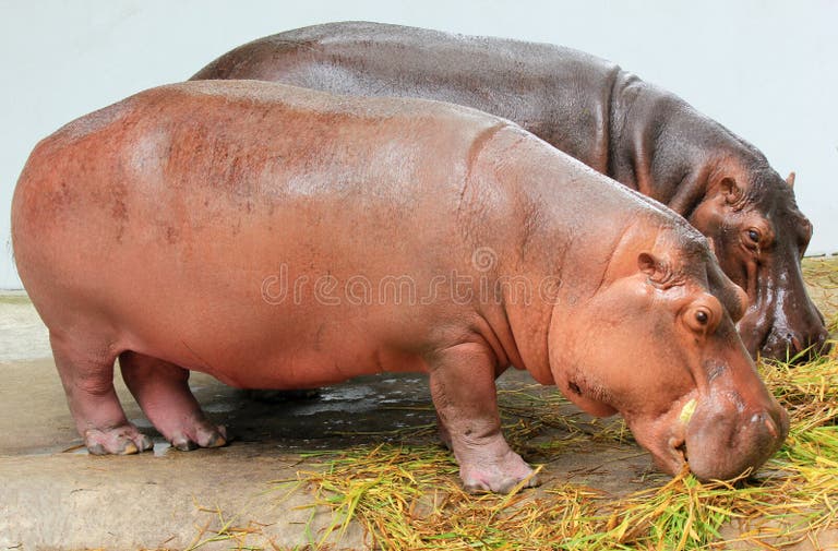 273 Hippo Side View Stock Photos - Free & Royalty-Free Stock Photos ...