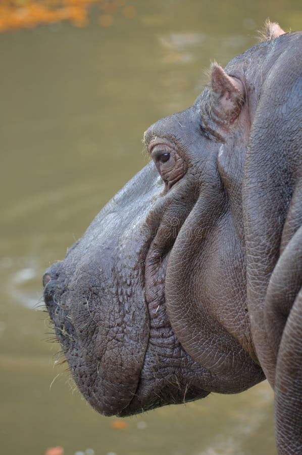 Hippo stock photo. Image of grey, horn, breath, fangs, open - 287446