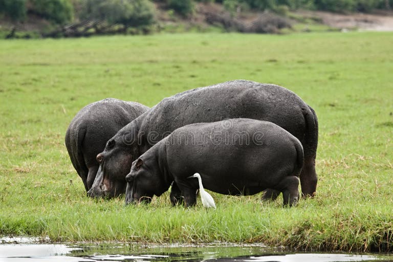 Hippo stock photo. Image of animal, egret, ecosystem, obese - 2940904