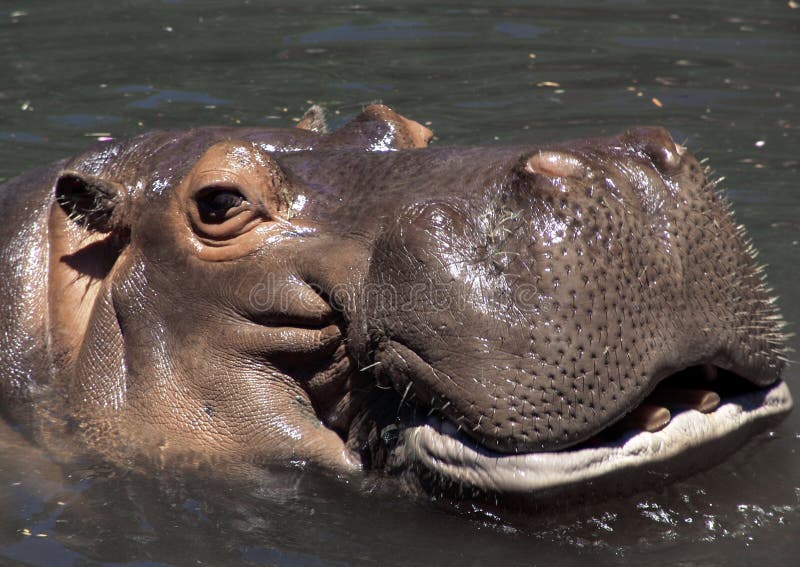 Hippo smile stock image. Image of wildlife, bathing, amphibious - 6321801