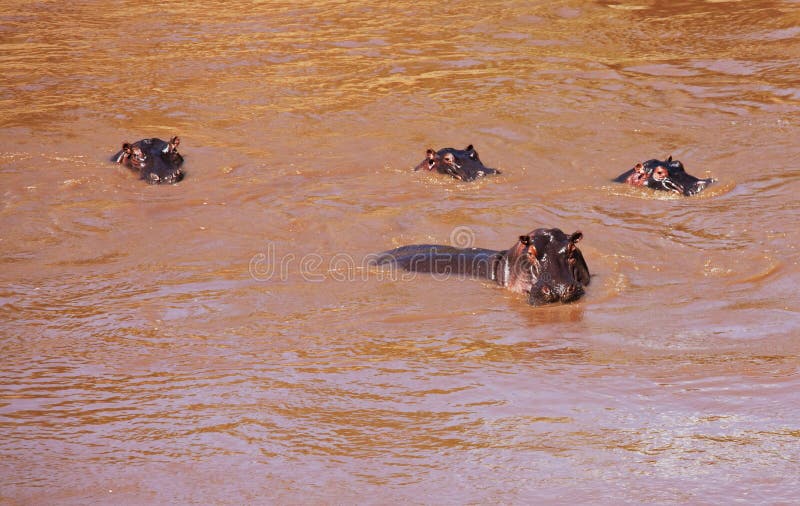 Hippo stock image. Image of nature, wilderness, place - 54174295