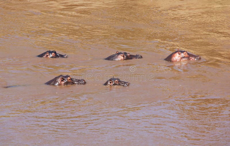 Hippo stock photo. Image of destination, hippo, travel - 54175700