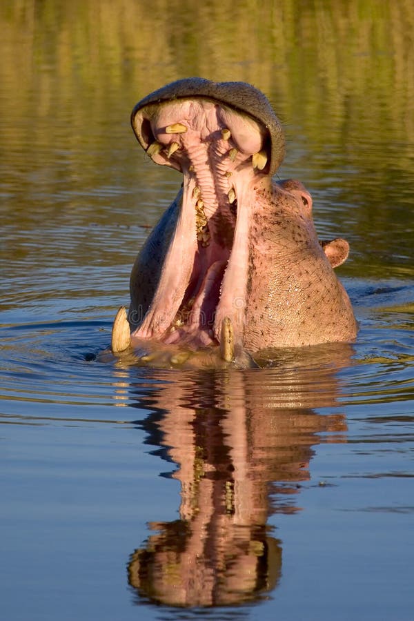Hippo stock image. Image of antagonistic, danger, nature - 8033011