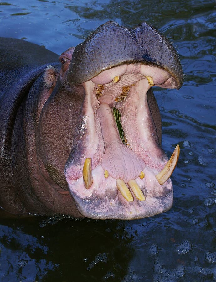 Dangerous Hippo stock image. Image of mouth, tooth, animal - 3342323