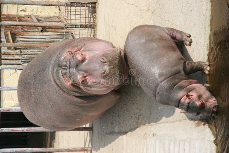 1,269 African Hippo Skin Stock Photos - Free & Royalty-Free Stock ...