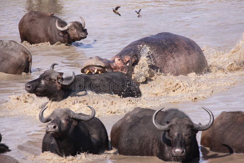 Yawning hippo stock photo. Image of mouth, aquatic, game - 18051288