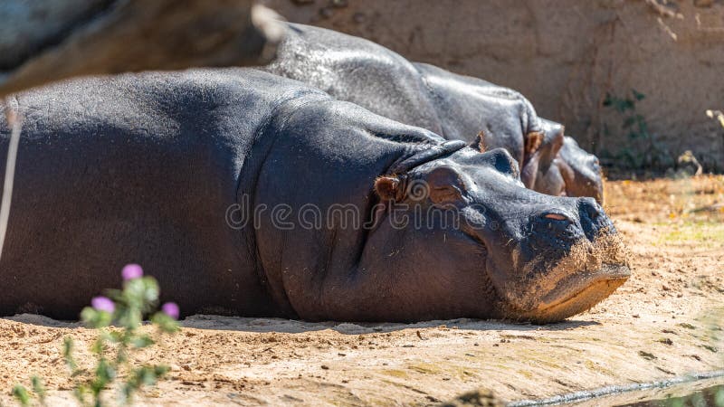 Hippo Au Werribee Open Range Zoo Melbourne Photo stock - Image du ...
