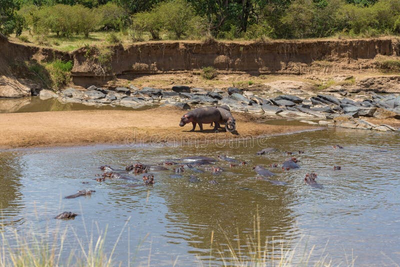 Hippo beach stock image. Image of calm, hippos, pool - 78323191