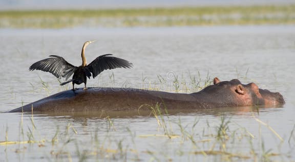 Hippo with bird 2 stock image. Image of lake, hippo, animals - 11178819