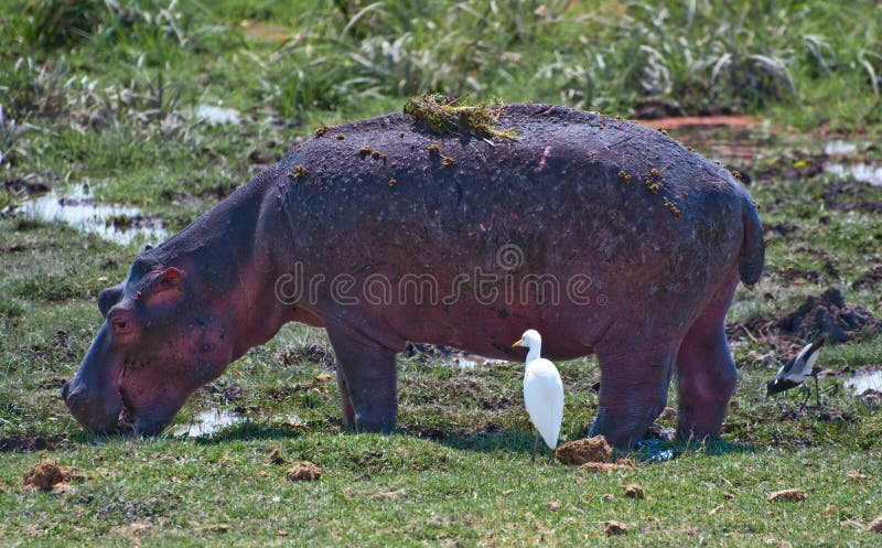 Hippo with bird stock photo. Image of wildlife, tourism - 11178808