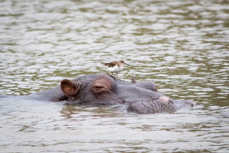 Hippo with bird stock photo. Image of wildlife, tourism - 11178808