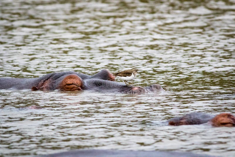 Hippo with a bird stock image. Image of head, boat, south - 94818489