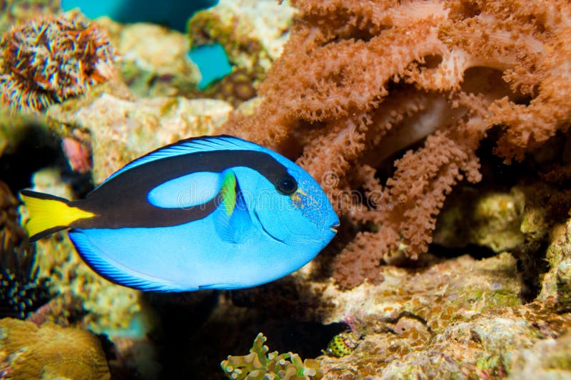 Hippo Blue Tang in Aquarium Stock Image - Image of reef, exotic: 12743337
